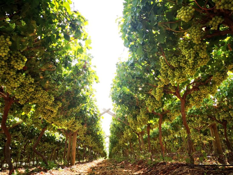 IMPI - Future Proof Farming - Home